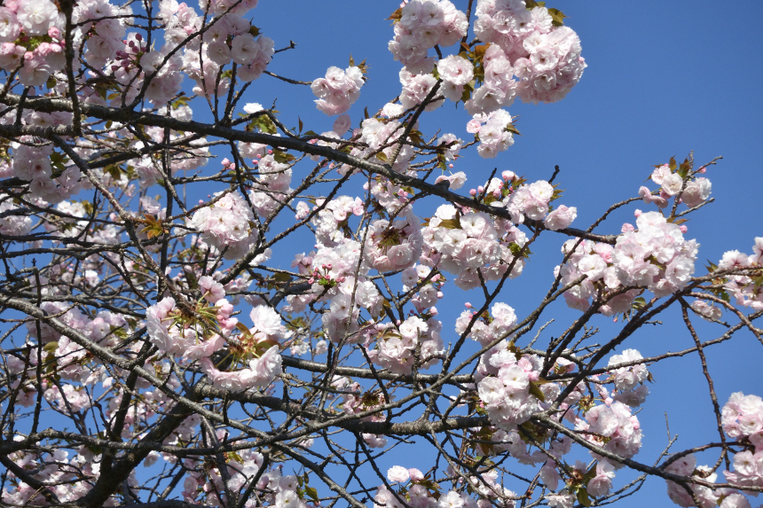 20230409八重桜満開: もにかとなら雑記