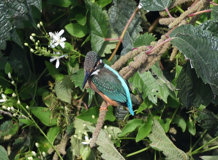 20220830カワセミ: もにかとなら雑記