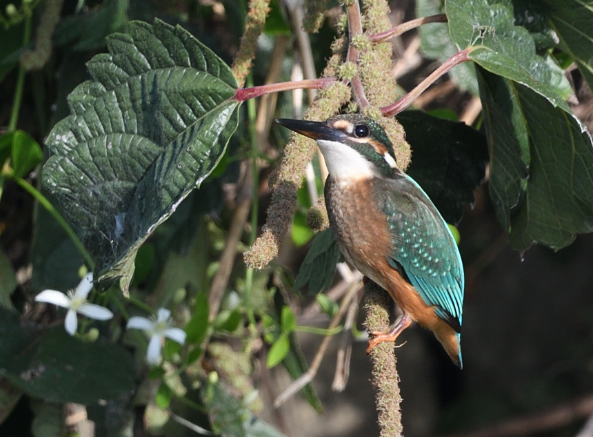 20220830カワセミ: もにかとなら雑記