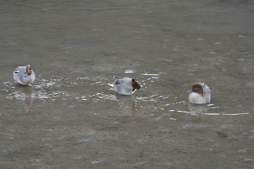 20250105切戸川河口: もにかとなら雑記