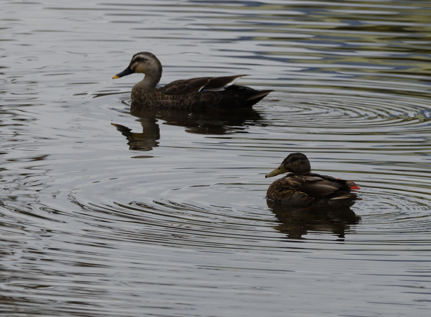 20221101カワセミ: もにかとなら雑記