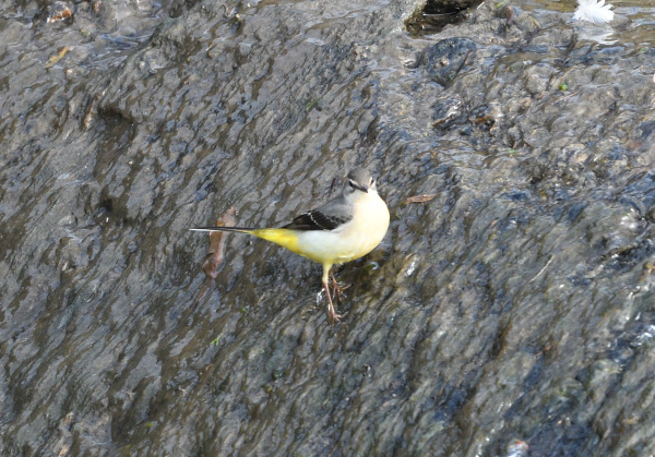 20251102久々のカワセミ: もにかとなら雑記