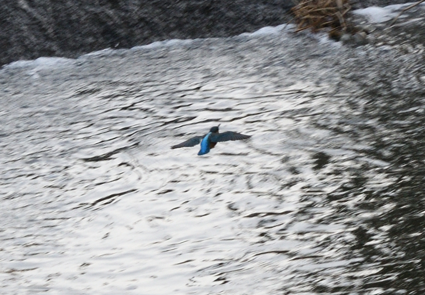 20230302明日ミーちゃん手術: もにかとなら雑記