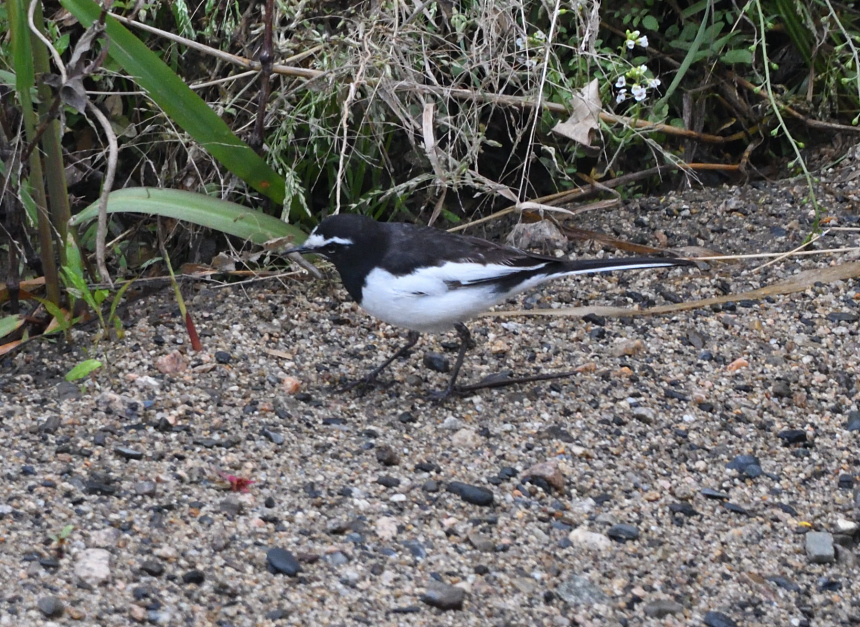 20230416皇帝ダリアが元気: もにかとなら雑記